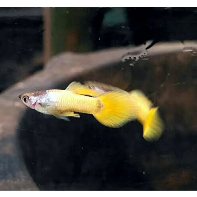 Jual ikan hias guppy gold | Shopee Indonesia