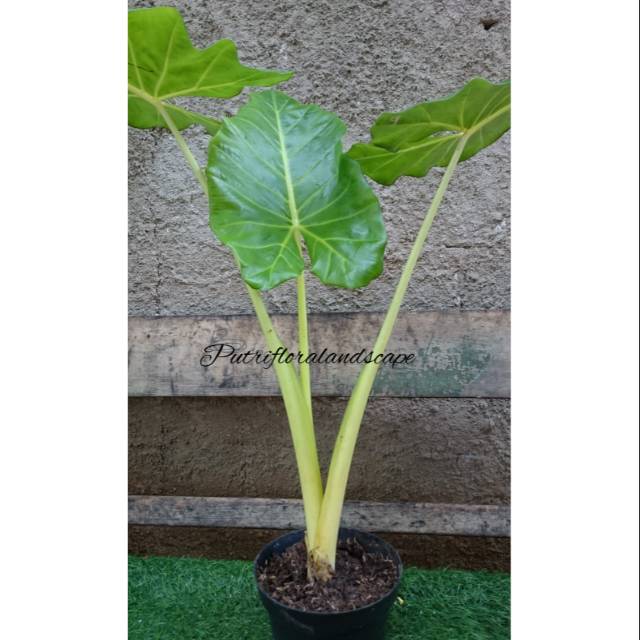 Jual Tanaman hias sente kuning-Alocasia macorriza golden-sente kuning ...