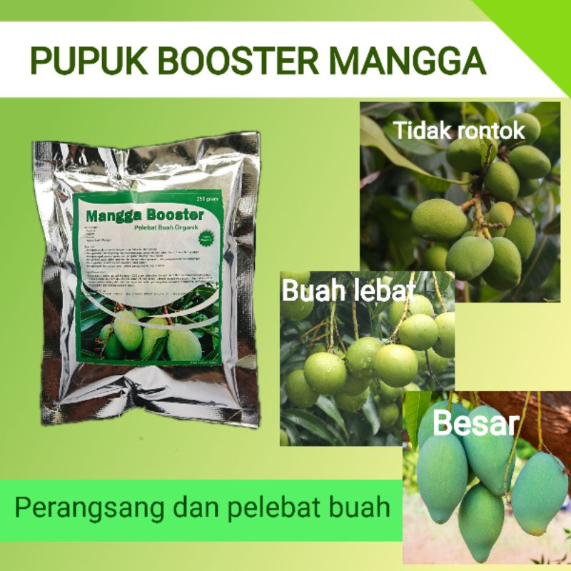 Jual PUPUK MANGGA PALING AMPUH - BOOSTER PUPUK ORGANIK MANGGA - pupuk mangga cepat berbuah lebat ...