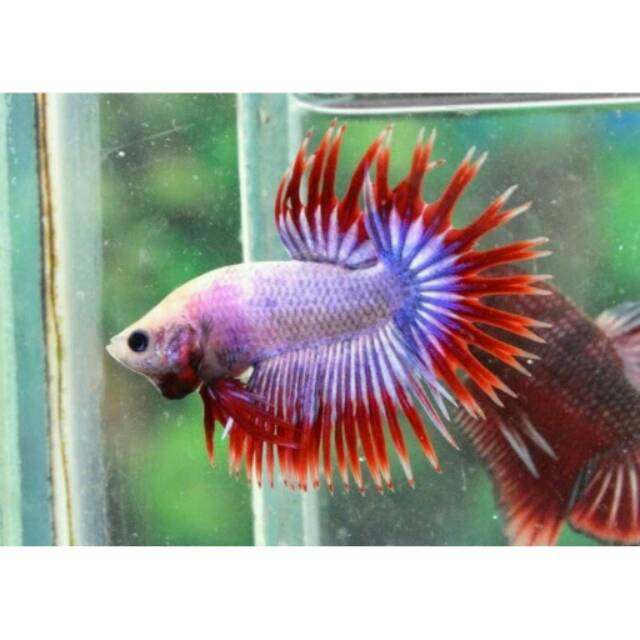 Jual IKAN CUPANG HIAS CROWNTAIL CROWN TAIL BETTA FISH ADUAN BAGAN SERIT ...