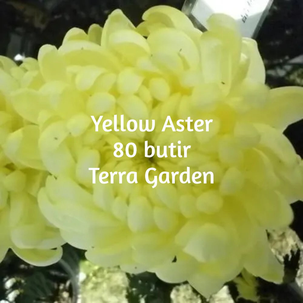 Jual Benih Bunga Biji Aster Putih Kuning Pink Biru 70 Seeds | Shopee ...