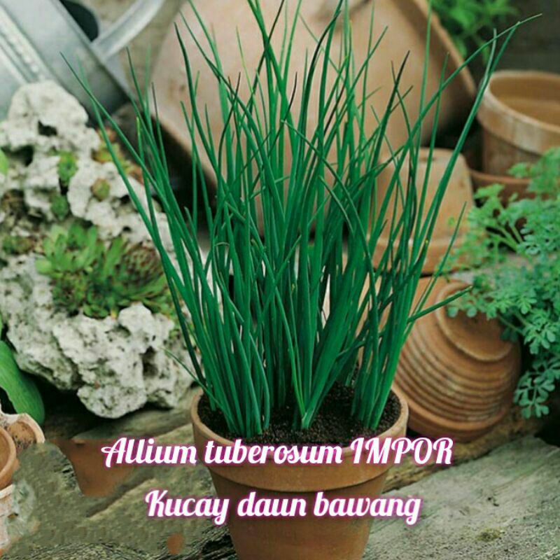 Jual tanaman gana/kucay daun bawang /GARLIC chives ( Allium tuberosum ...