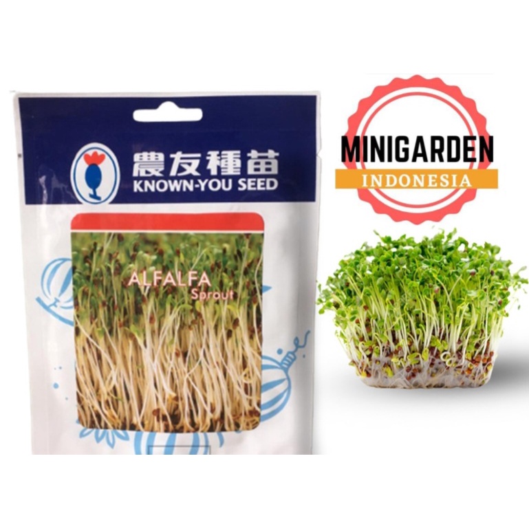 Jual MICROGREEN ALFALFA SPROUT 250 GRAM PACK BESAR benih biji kecambah sprout green alfalfa ...