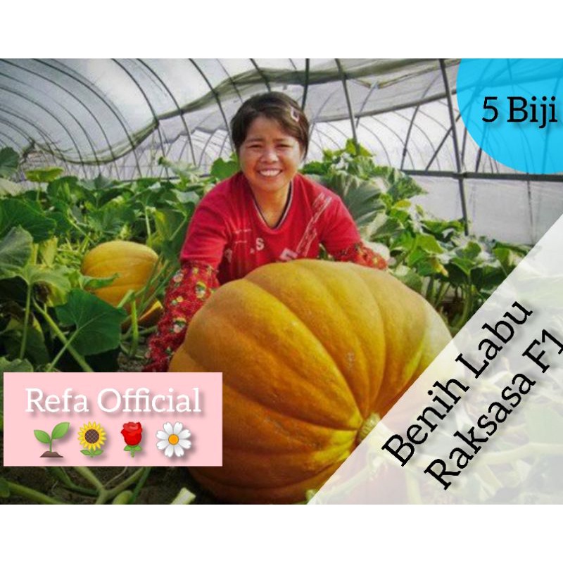 Jual KWALITAS TERBAIK 5 Biji Benih Buah Labu Raksasa F1 Import / Buah ...