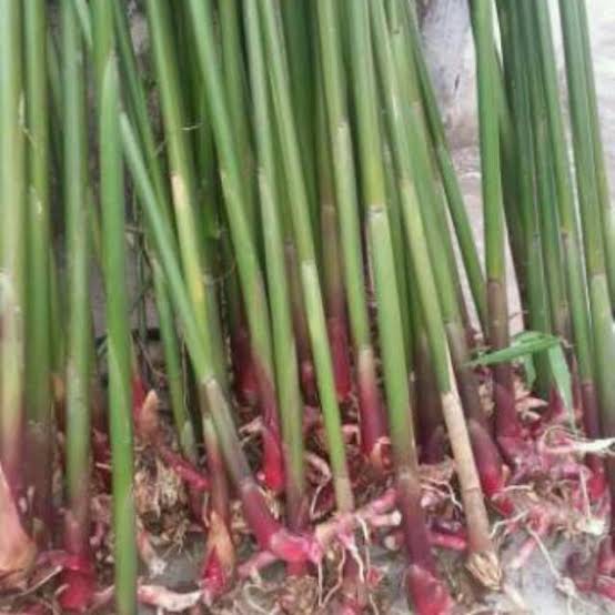 Jual pohon kapulaga lokal kapol loka | Shopee Indonesia