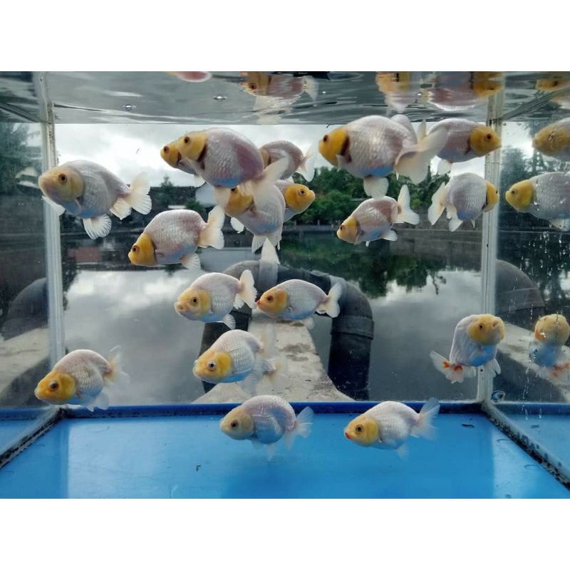 Jual Rancu bufallo snow white / rancu full putih ikan mas koki rancu ...