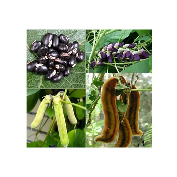 Jual KORO Benguk [isi-4] Benih Biji Kacang | Shopee Indonesia