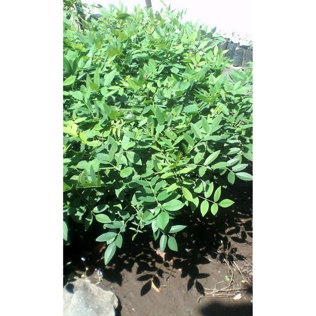 Jual Pakan Ternak Bibit Tanaman indigofera | Shopee Indonesia