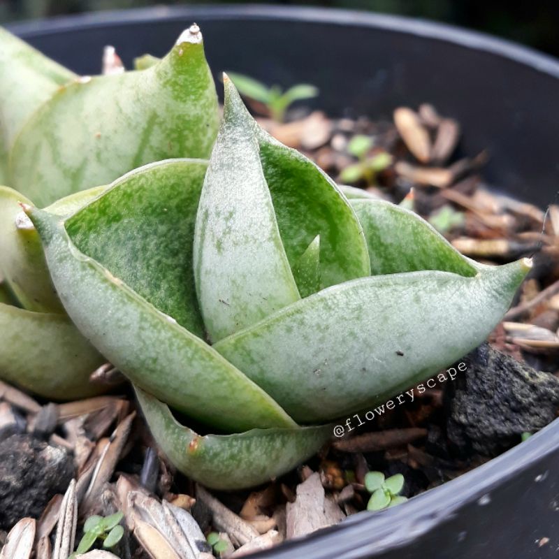 Jual Sansevieria boncel new clone / sansevieria boncel | Shopee Indonesia