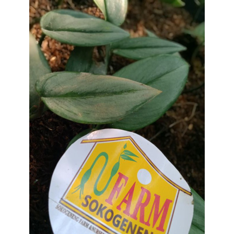 Jual scindapsus treubii moonlight atau philo silver moonlight ...