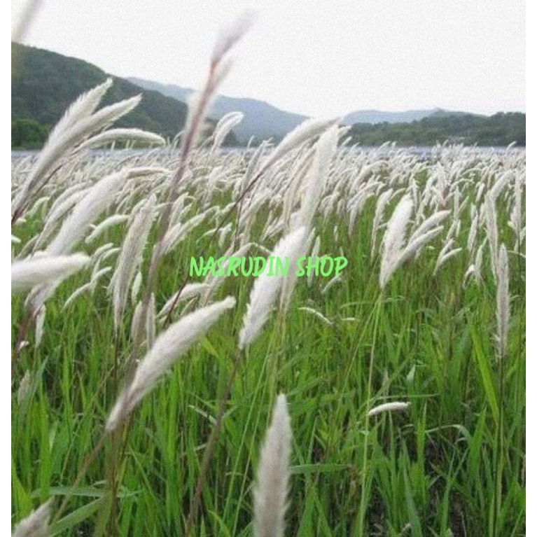 Jual BUNGA ALANG ALANG / BUNGA ILALANG BASAH 30 BATANG / BUNGA EKOR ...