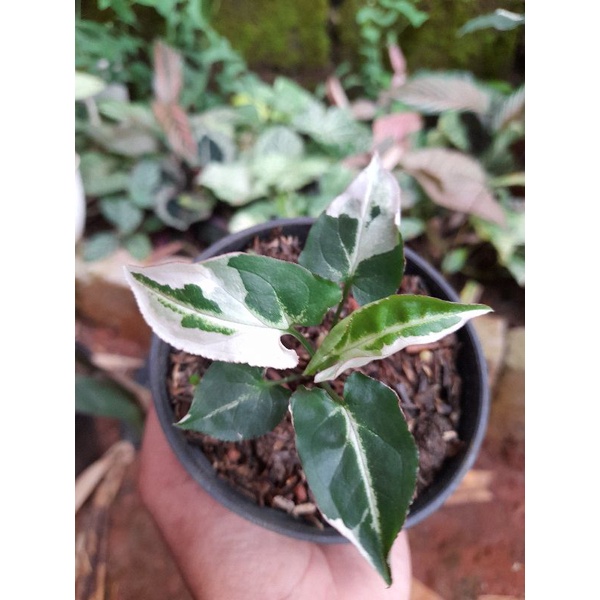 Jual PROMO syngonium t25 variegata / syngonium magic marble ( RARE ...