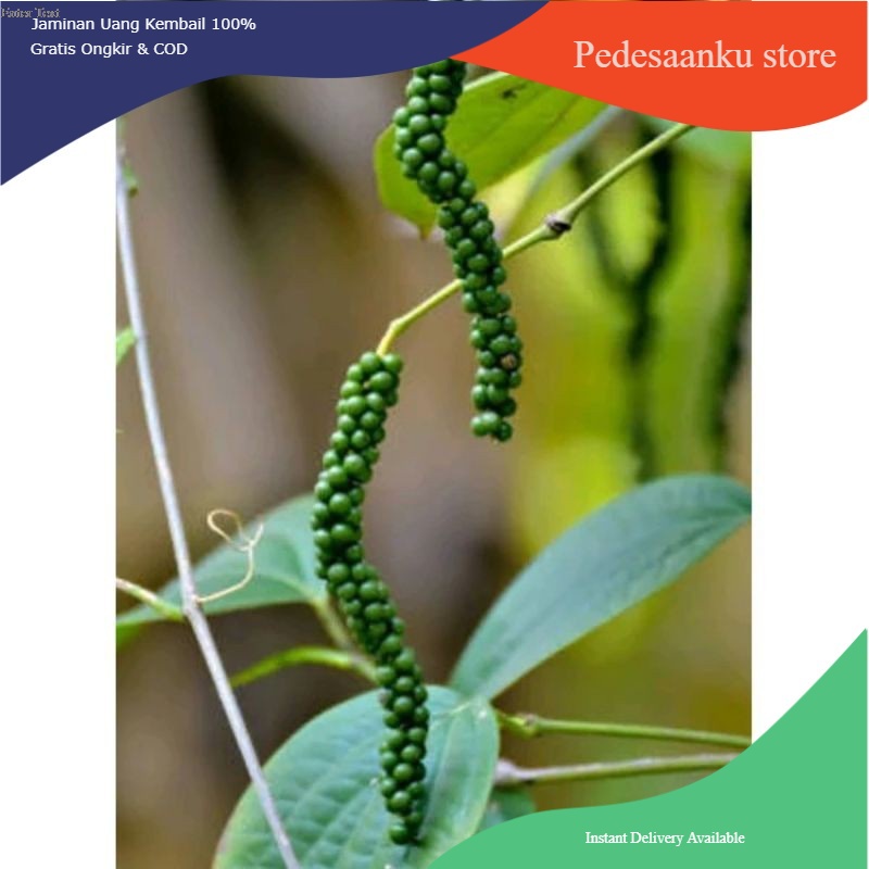 Jual Bibit stek lada hijow /lada perdu jenis lebar | Shopee Indonesia