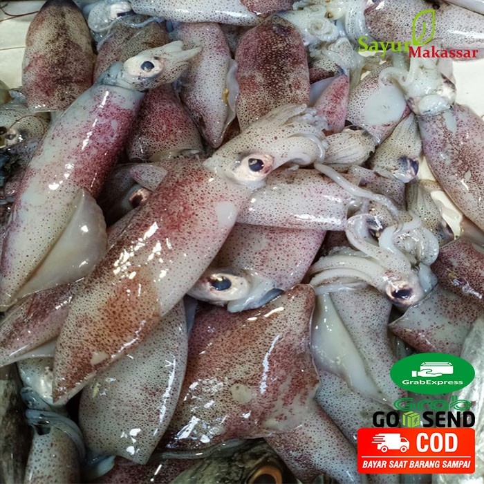 Jual Cumi Cumi Ikan Laut Segar Fresh Makassar 1 Kg | Shopee Indonesia