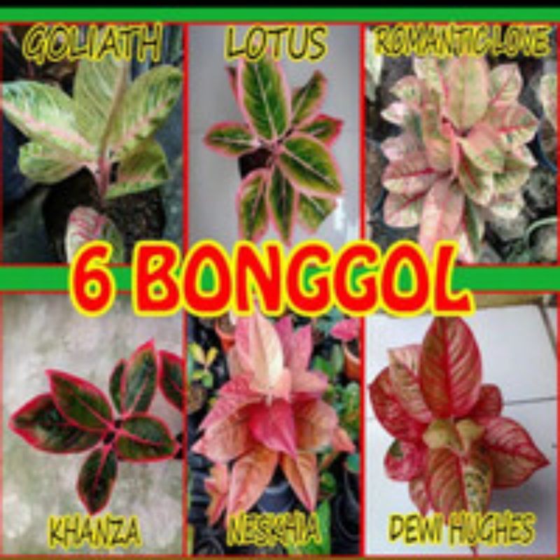 Jual 6 jenis bongol aglonema | Shopee Indonesia
