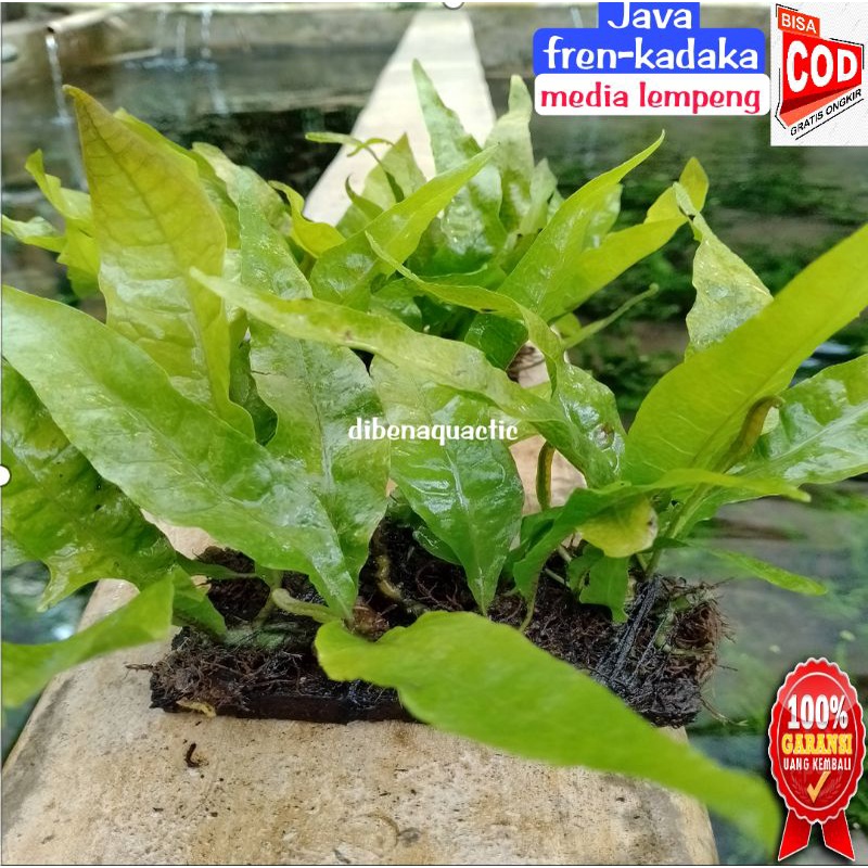 Jual Java Fern-kadaka aquascape media lempeng | Shopee Indonesia