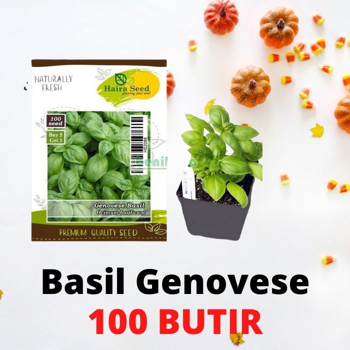 Jual Benih-Bibit BIJI Basil Genovese (Haira Seed) | Shopee Indonesia