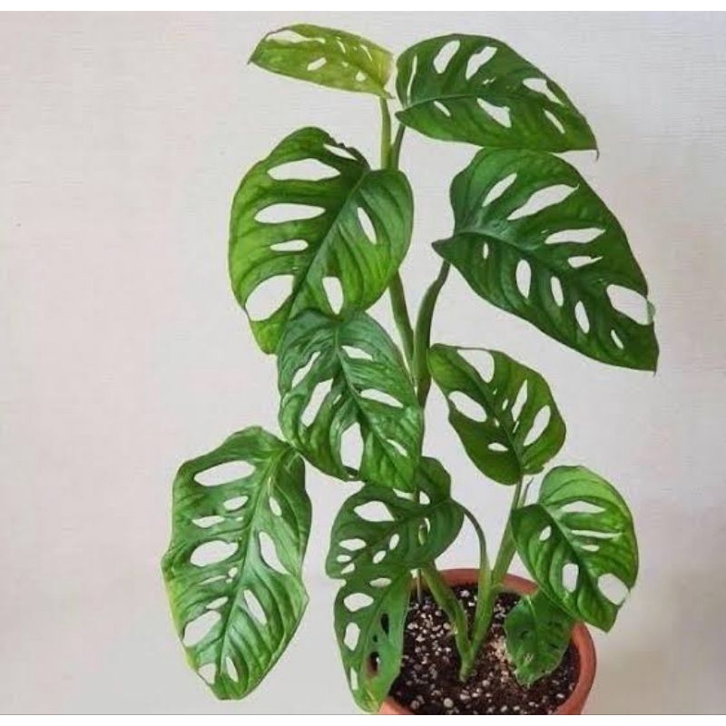 Jual Monstera Adansonii / Janda Bolong | Shopee Indonesia