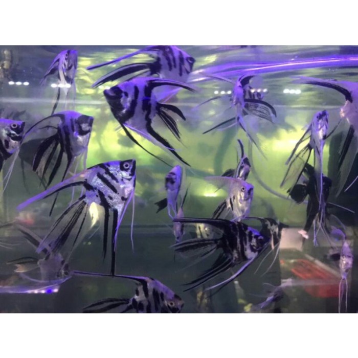 Jual Manfish Three Colour Slayer | Shopee Indonesia