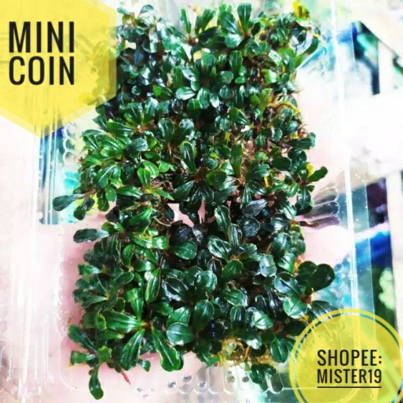 Jual [buce B] BERBAGAI BUCEPHALANDRA MINI KEMASAN MIKA BESAR tanaman ...