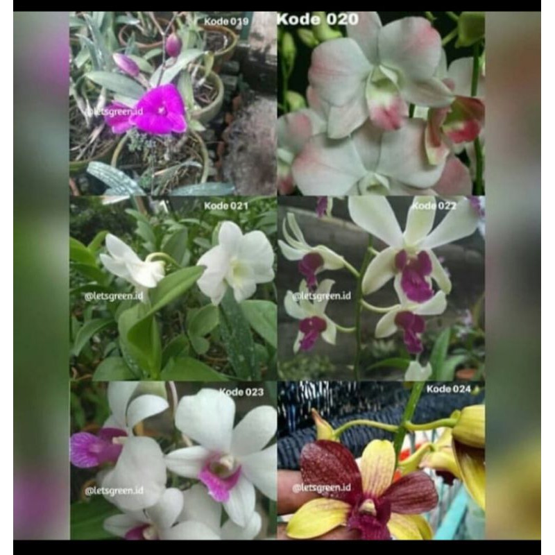 Jual tanaman anggrek dendrobium - pohon anggrek berbagai warna bunga ...