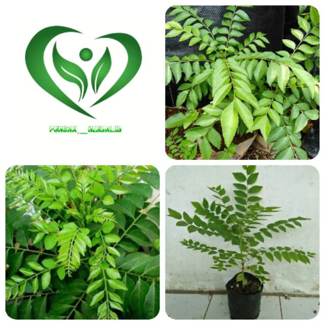 Jual Bibit tanaman salam koja daun temuru daun kari | Shopee Indonesia