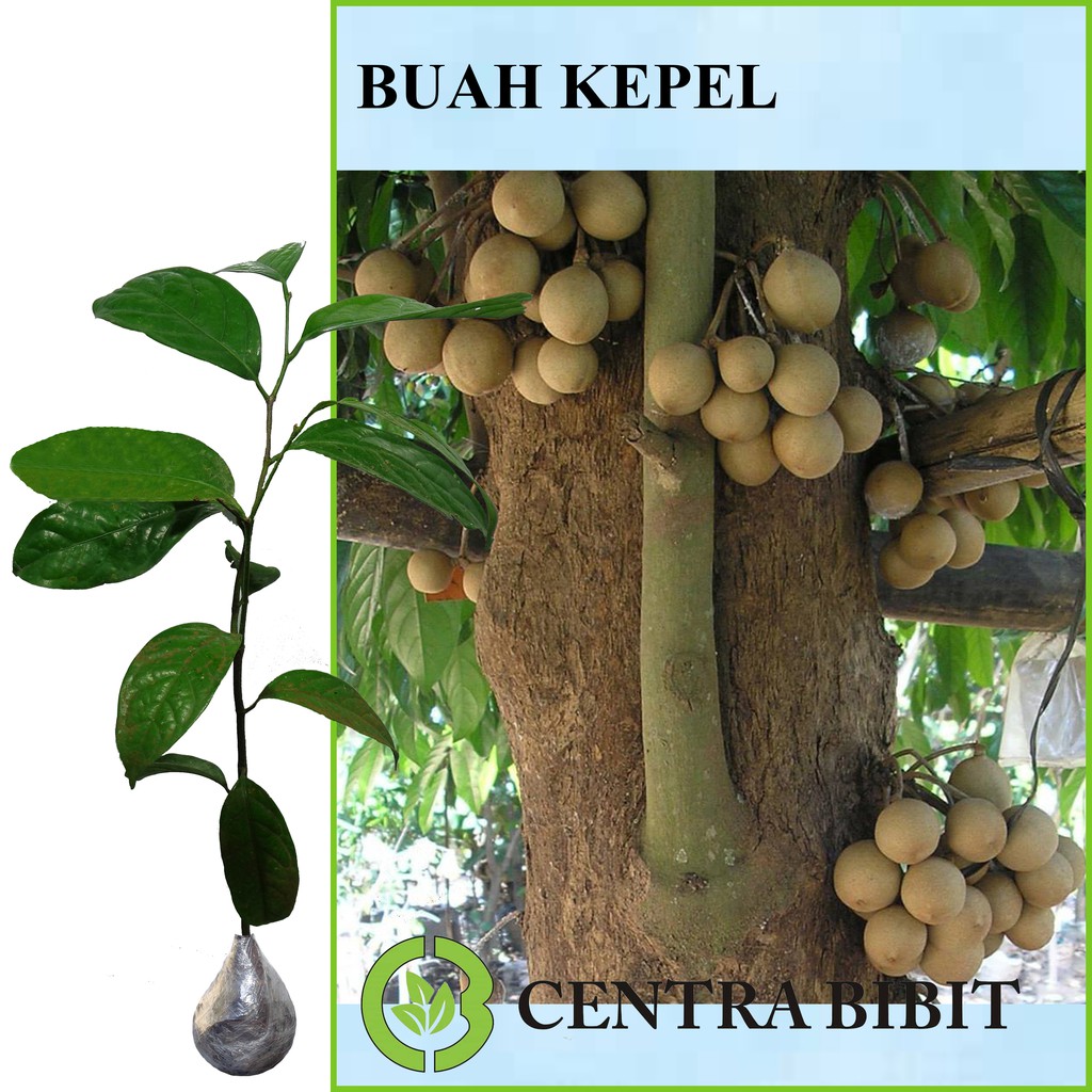 Jual Tanaman Buah Kepel | Shopee Indonesia