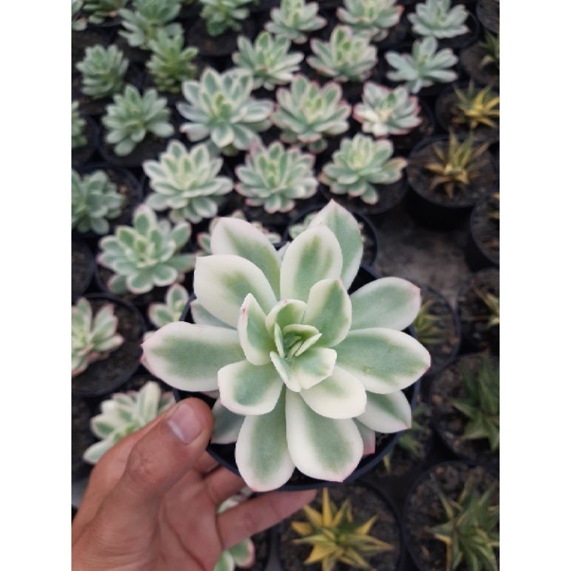 Jual lemon variegata | Shopee Indonesia