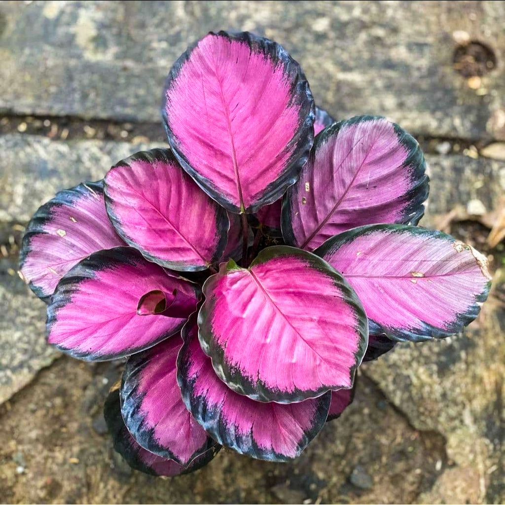 Jual Tanaman Hias Calathea Crimson/ Tanaman Hias Calathea Kalatea ...