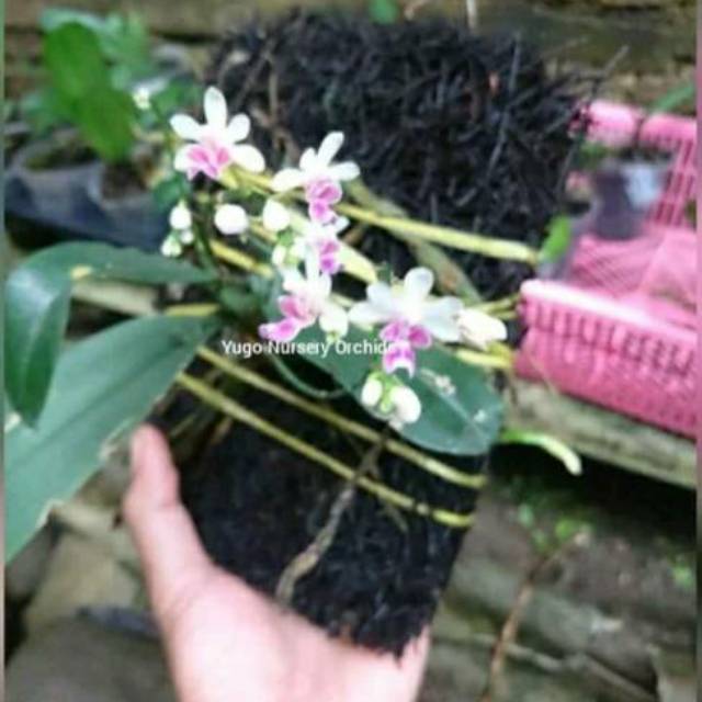 Jual phalaenopsis deleciosa anggrek bulan mini anggrek bulan spesies ...