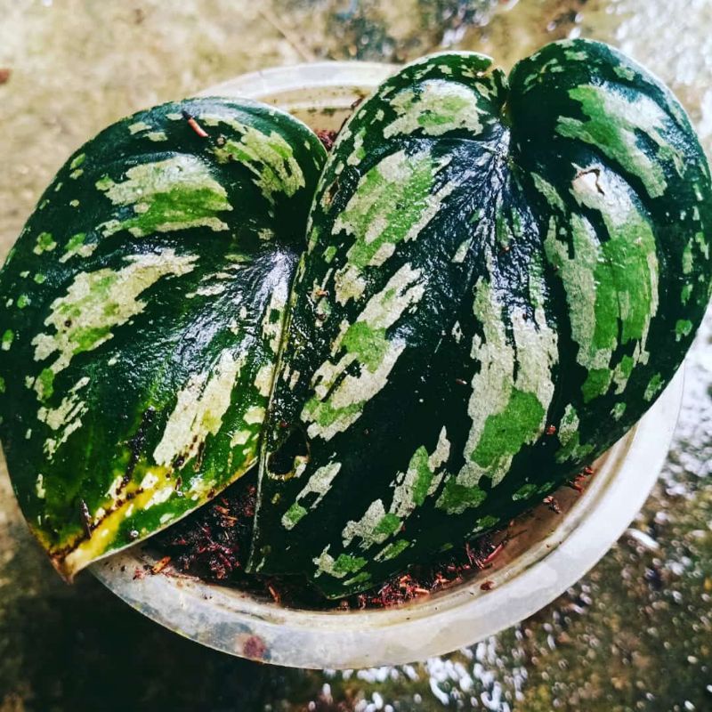Jual scindapsus tricolor | Shopee Indonesia