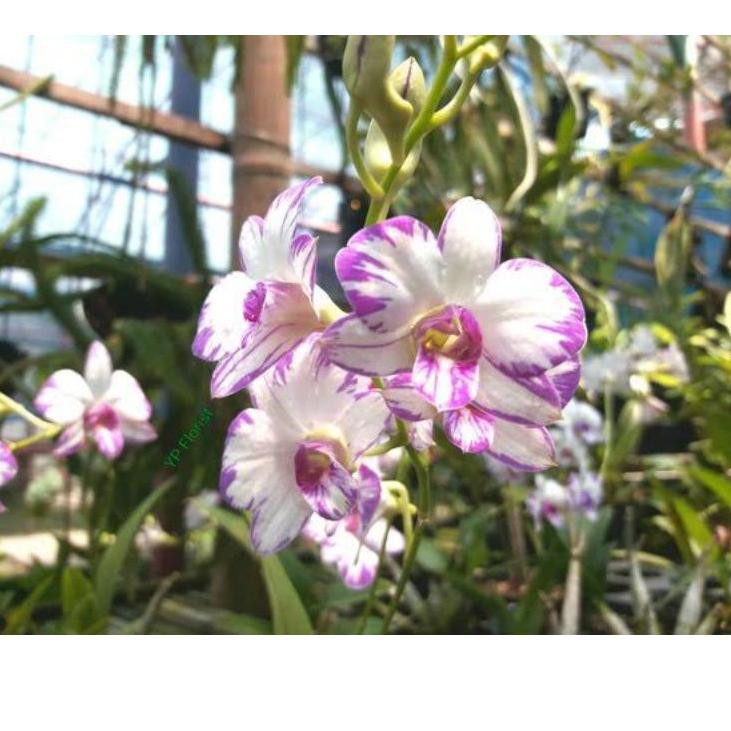 Jual Terbaik dendrobium enobi (anggrek mini) | Shopee Indonesia