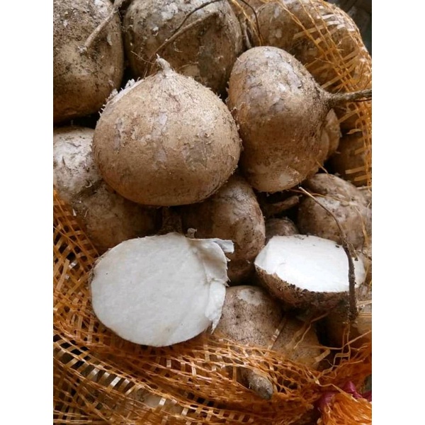 Jual Bengkoang fresh per 1 kg | Shopee Indonesia