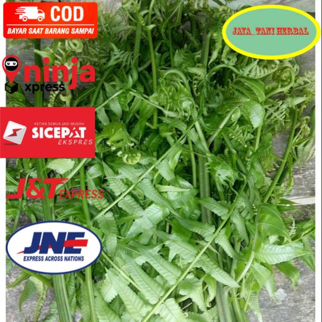 Jual Sayur pakis 1kg baru petik daun pakis muda paku pakuan | Shopee ...