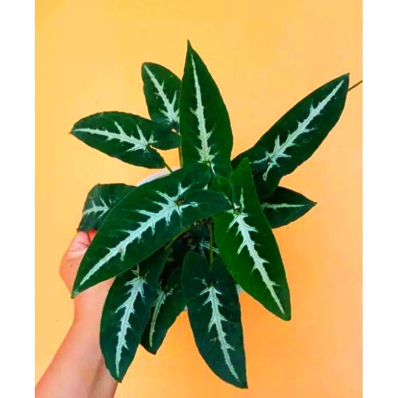 Jual TANAMAN HIAS CALADIUM TIKUS/KELADI TIKUS -kembang hidup asli-bunga ...