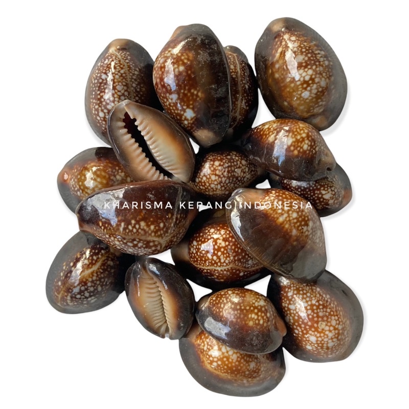 Jual MONETARIA CAPUTSERPENTIS SHELL KERANG MONETARIA STAPHYLAEA SHELL ...