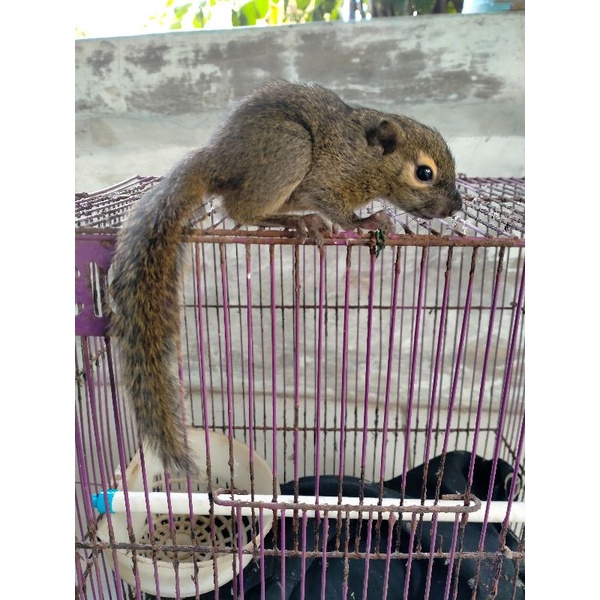 Jual Tupai Kelapa / Bajing kelapa / Baby tupai / Tupai pohon / Tupai ...