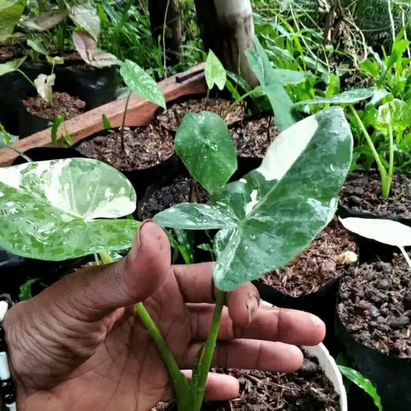 Jual TANAMAN HIAS LOMPONG VARIGATA | Shopee Indonesia