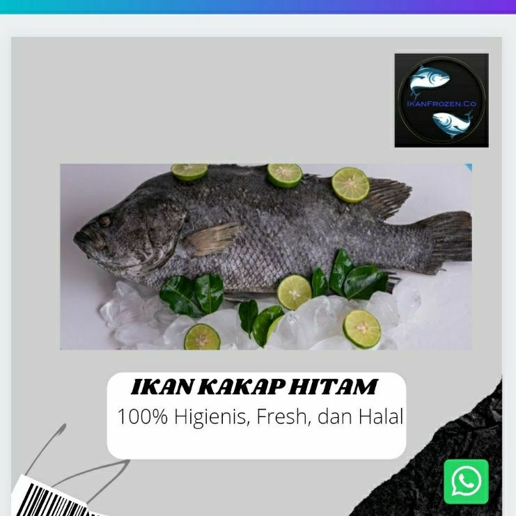 Jual IKAN KAKAP HITAM | KAKAP BATU FROZEN FRESH BEKU SEGAR MURAH-1KG ...