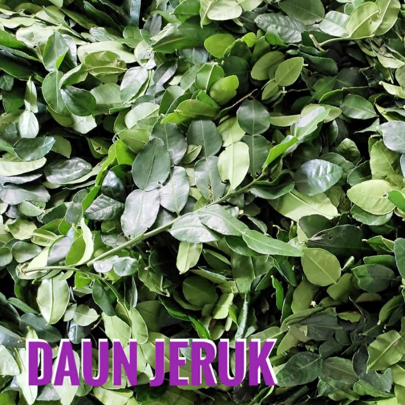 Jual Daun Jeruk Purut 1 Kg | Shopee Indonesia
