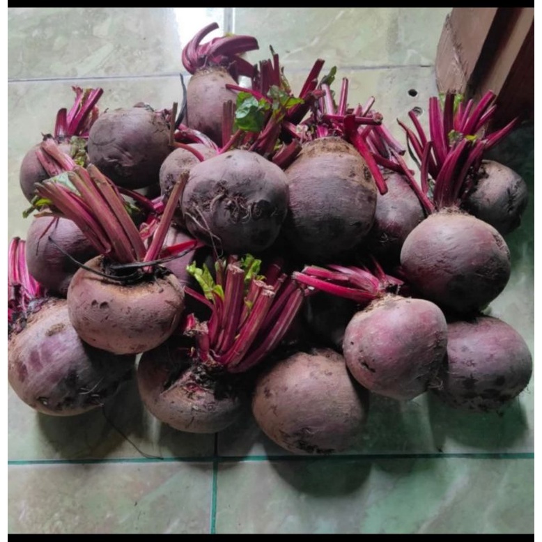 Jual Buah Beet / Buah Bit / Beet Root | Shopee Indonesia