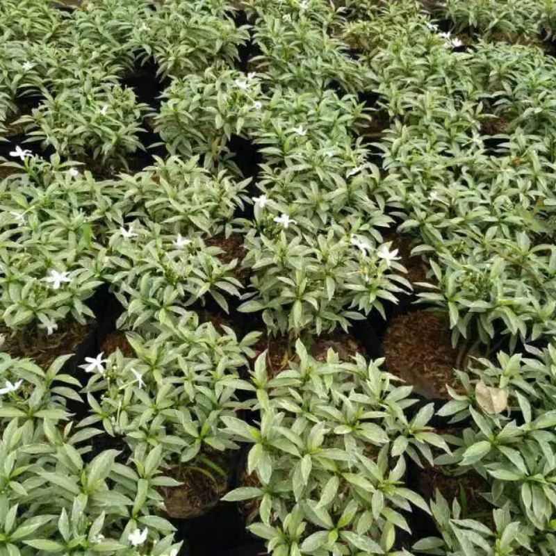 Jual Tanaman Hias Rembosa Mini Silver - Tanaman Hias Rembosa | Shopee ...