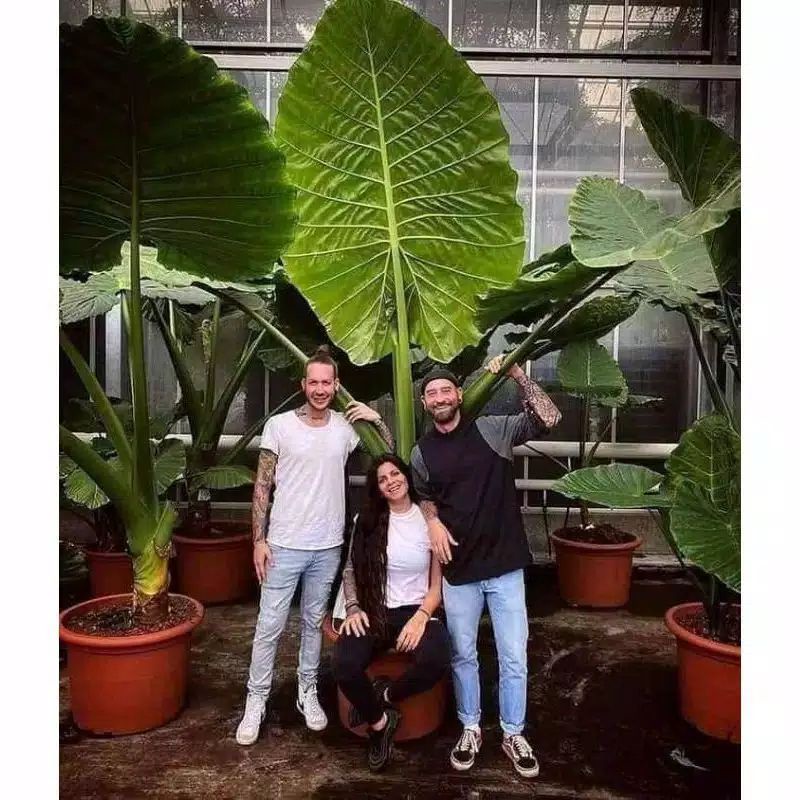 Jual Tanaman sente hijau/pohon sente hijau | Shopee Indonesia