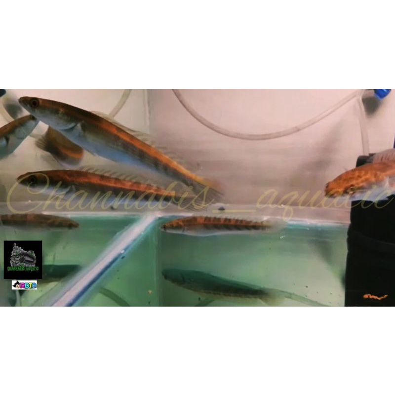 Jual Channa Maru Oren Riau Grade A Sortiran Bar Tebal Rapih Bersih ...