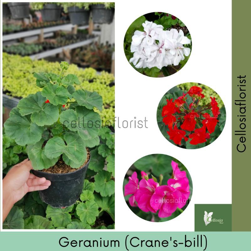 Jual Tanaman Hias Bunga Geranium Hidup (Bukan Biji) | Shopee Indonesia
