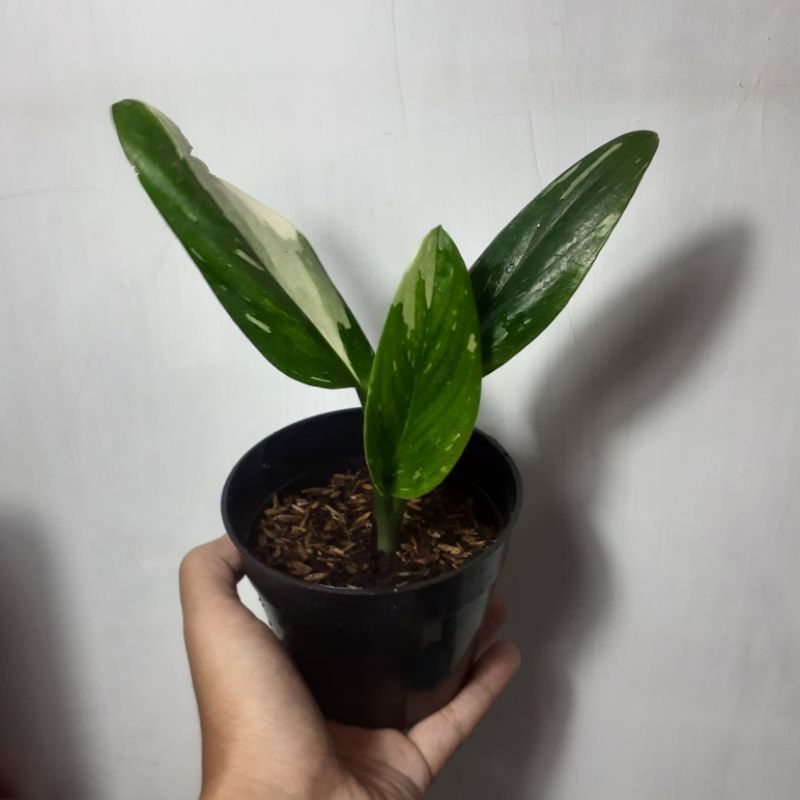Jual Monstera Standleyana Variegata Putih | Shopee Indonesia