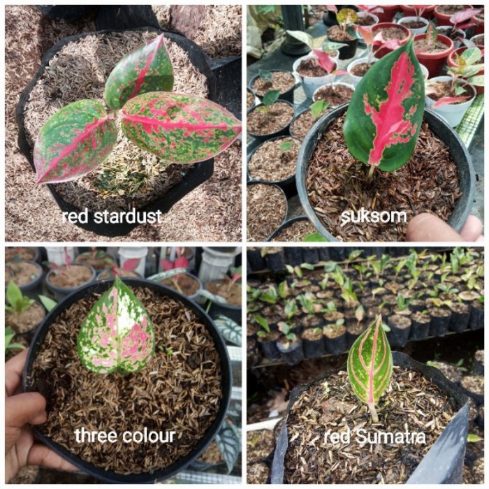 Jual Paket 4 jenis baby aglonema (Red Stardust,suksom, tricolour,redsum ...