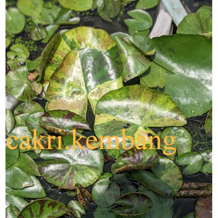 Jual Tanaman Teratai Variegata (Nymphaea lotus) Bunga Sembur - Tanaman ...