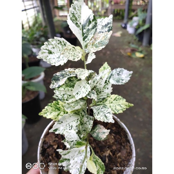 Jual tehtehan varigata marble -VARRO PLANT- | Shopee Indonesia