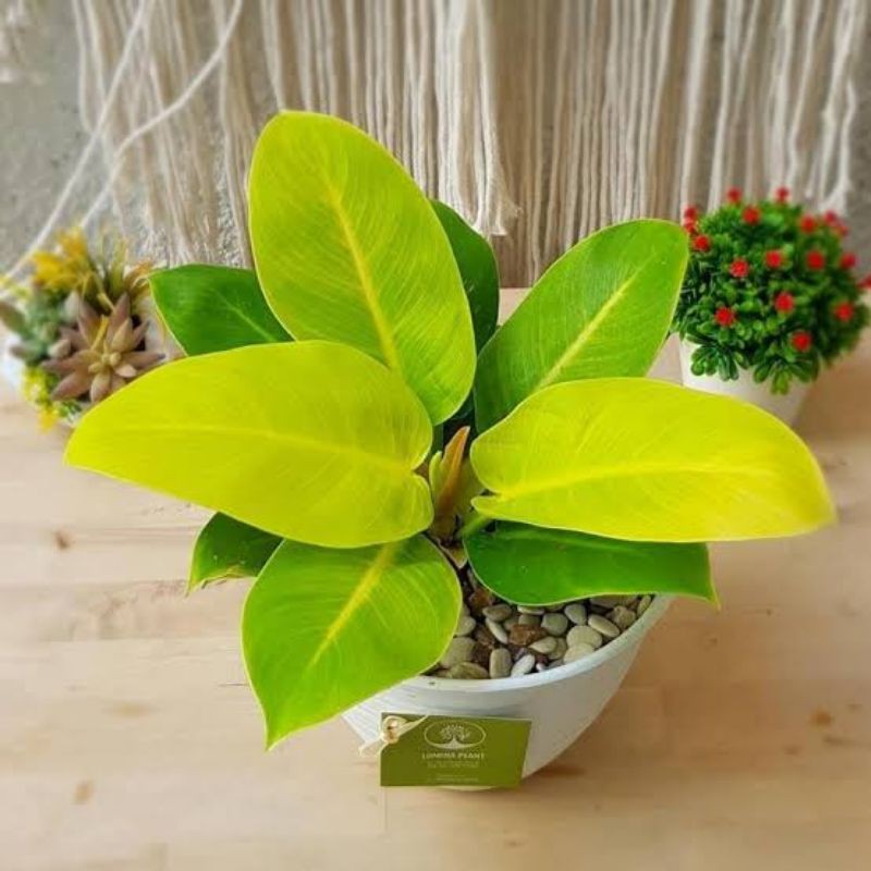 Jual Paket Hemat 5 Pot Phillo Lemon | Shopee Indonesia